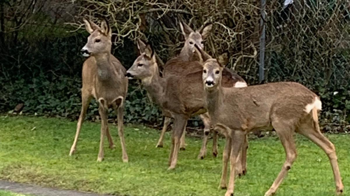 Föhr: Vier Rehe besuchen die Gärten mitten in Wyk