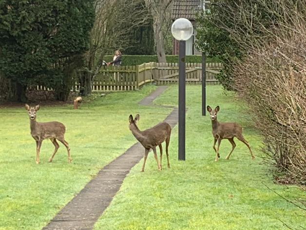 Föhr: Vier Rehe besuchen die Gärten mitten in Wyk