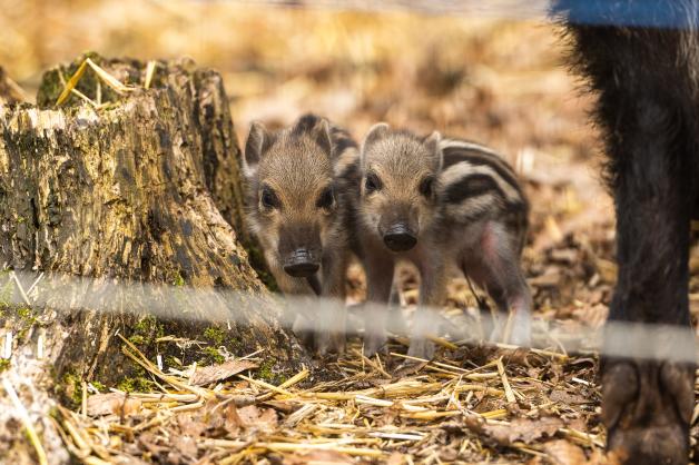 Sieben Frischlinge im Wildschwein-Gehege Glücksburg