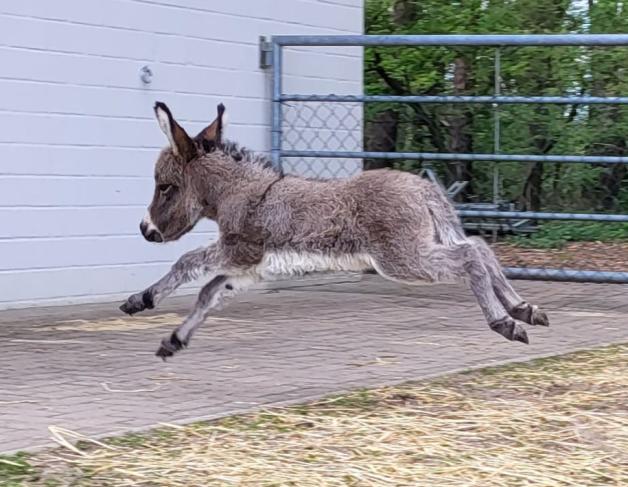 Petra Appeldorn züchtet in Löningen Deutsche Mini-Esel