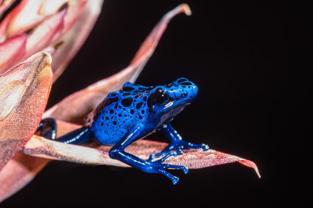 Tiere in Blau – von extrem giftig bis einfach schön