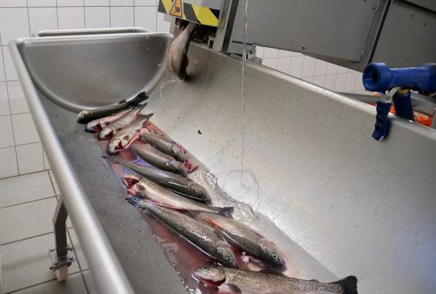 Viele Fotos: So arbeitet die Forellenzucht Dettmeyer in Bad Iburg