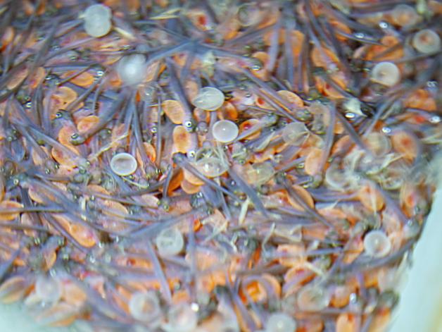 Viele Fotos: So arbeitet die Forellenzucht Dettmeyer in Bad Iburg