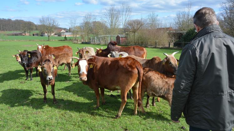 Bissendorf: Pensionierter Kripobeamter züchtet Mini-Rinder