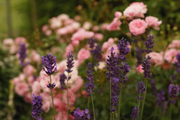 Pflanztipps: Diese pflegeleichten Stauden brauchen wenig Wasser