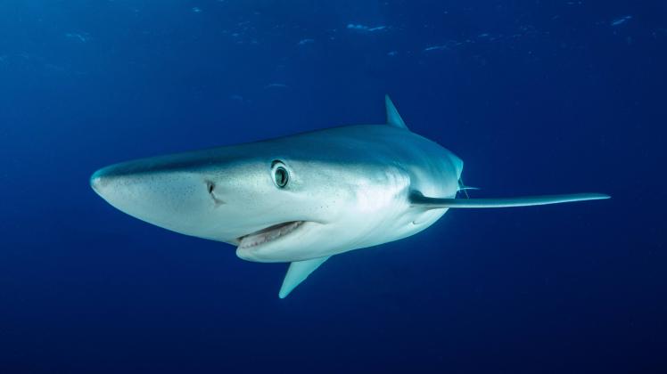 Verirrter Hai am Strand von Mallorca aufgetaucht
