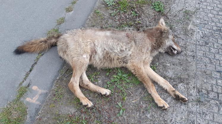 Papenburg: Wolf stirbt bei Verkehrsunfall auf Oldenburger Straße