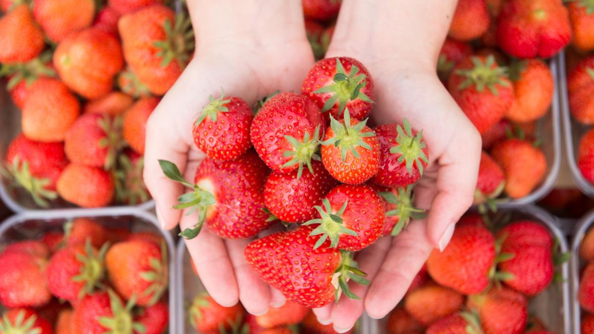 Aldi Lidl Rewe So Giftig Sind Die Erdbeeren Aus Dem Supermarkt NOZ aldi-lidl-rewe-so-giftig-sind-die-erdbeeren-aus-dem-supermarkt-noz