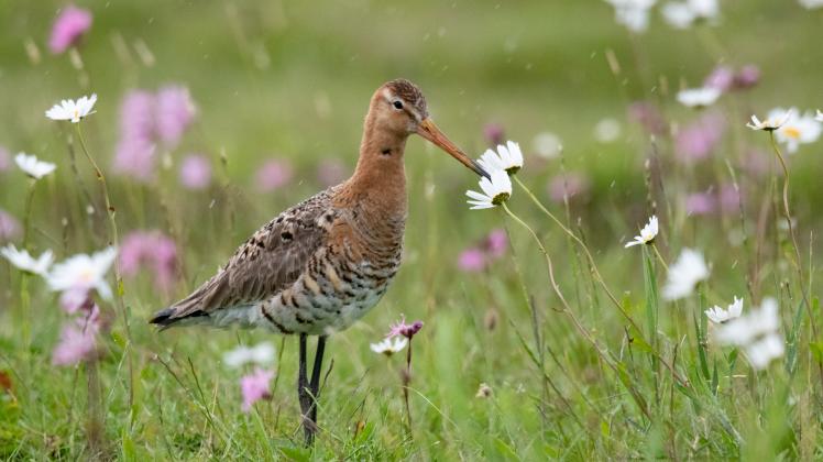Wie geht es der gefährdeten Uferschnepfe auf Föhr?