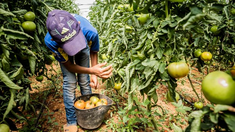 Billige Tomaten: Arbeiter ausgebeutet beim Gemüseanbau in Almería