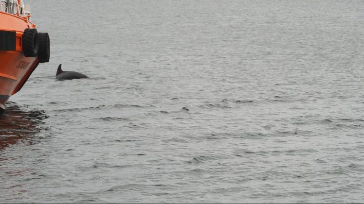 Im Video: Delfin schwimmt erneut in Ostsee bei Travemünde