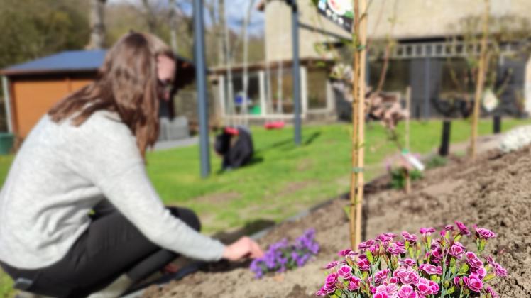 Schleswig fördert Lebensräume für Bienen und Insekten