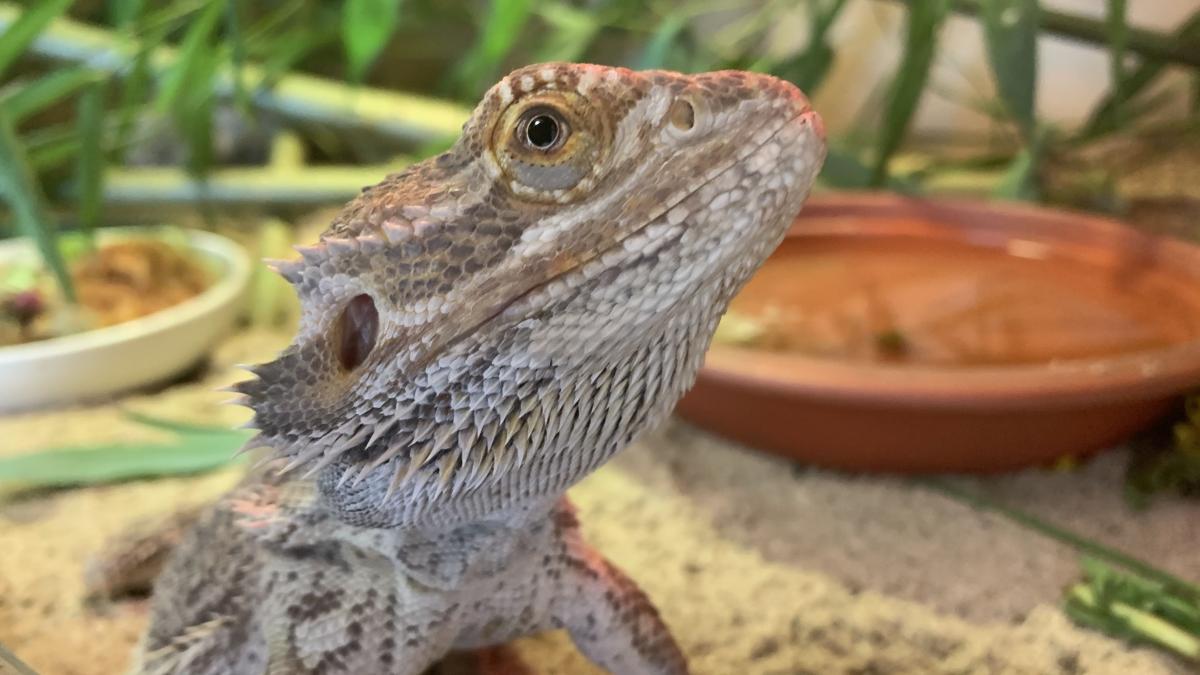 Exotisches Tier: Bartagamen in Uetersener Wald ausgesetzt