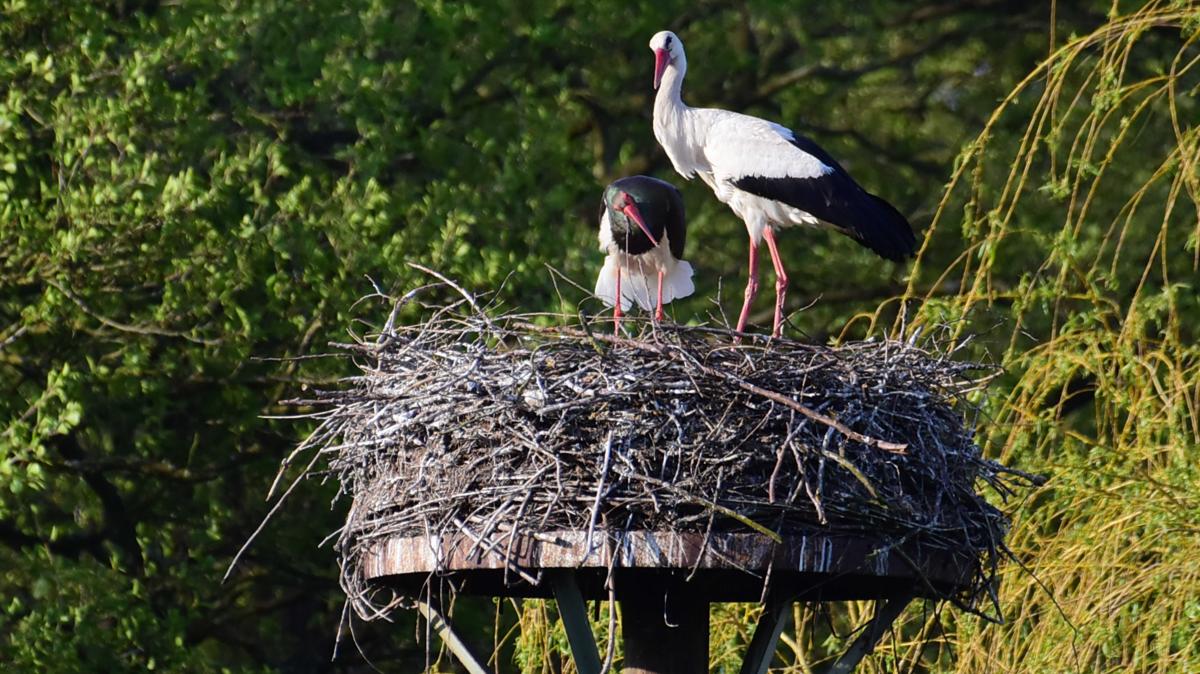 Weißstorch und Schwarzstorch: So sehen die gemeinsamen Küken aus | DKO