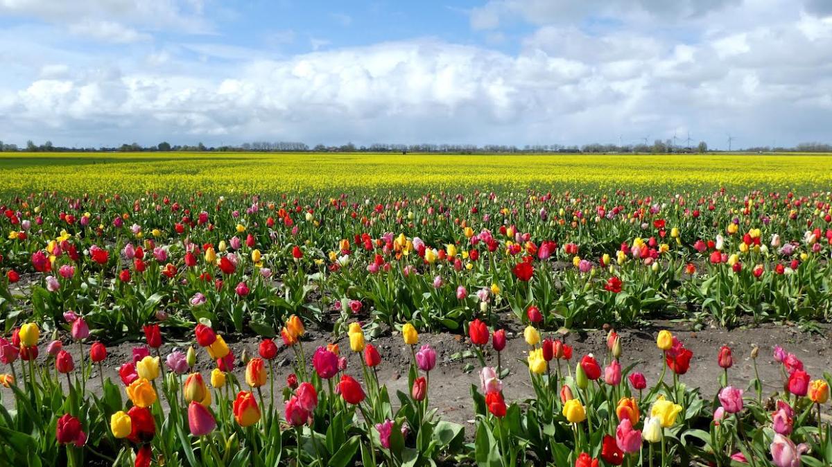 Frühling in Nordfriesland: Raps und Tulpen leuchten um die Wette