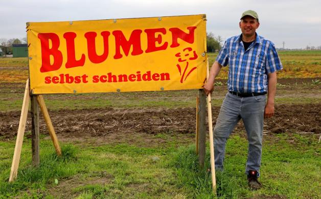 Frühling in Nordfriesland: Raps und Tulpen leuchten um die Wette