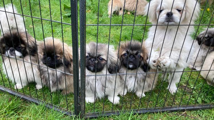 Tierheim Elmshorn kann ersten Pekinesen-Welpen vermitteln