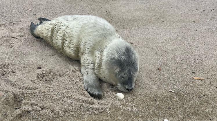 Heuler, Quallen und Co. – Was an Sylter Stränden angespült wird