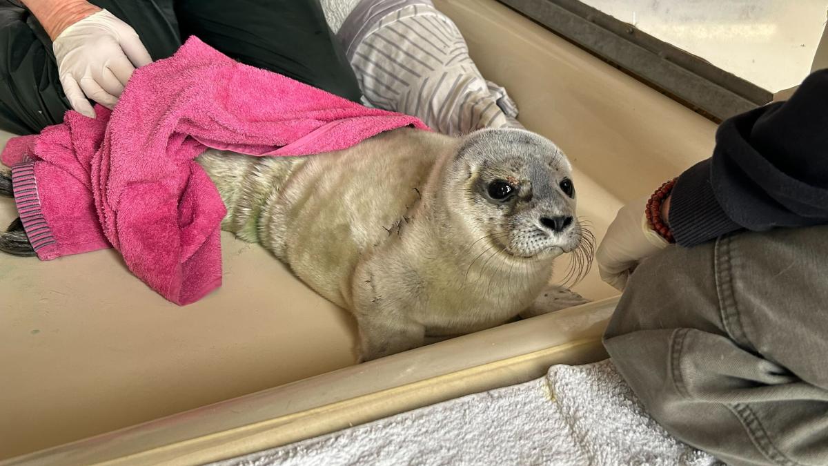 Seehund auf Föhr: „Bibo“ ist der erste Heuler der Saison