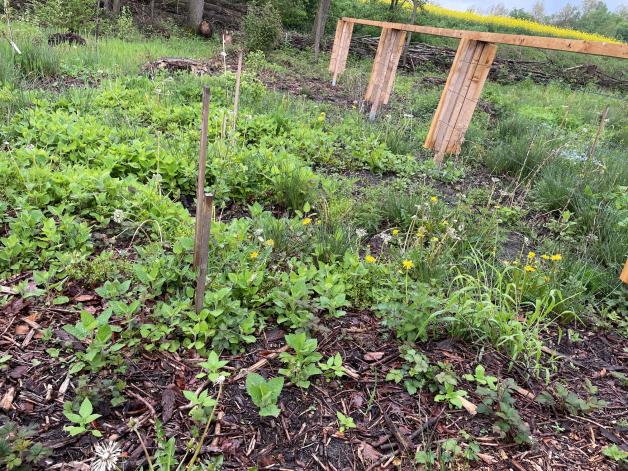 Daniel Vahle will Waldkita in Riemsloh (Melle) gründen