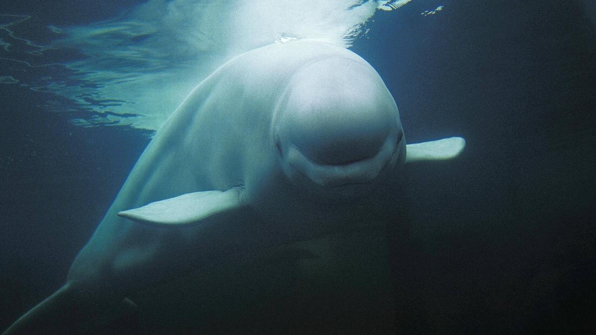 Russischer Spion? Belugawal „Hvaldimir“ vor Schweden aufgetaucht