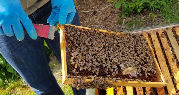 Bienen schwärmen: Das rät Imker Torsten Biermann aus Barmstedt