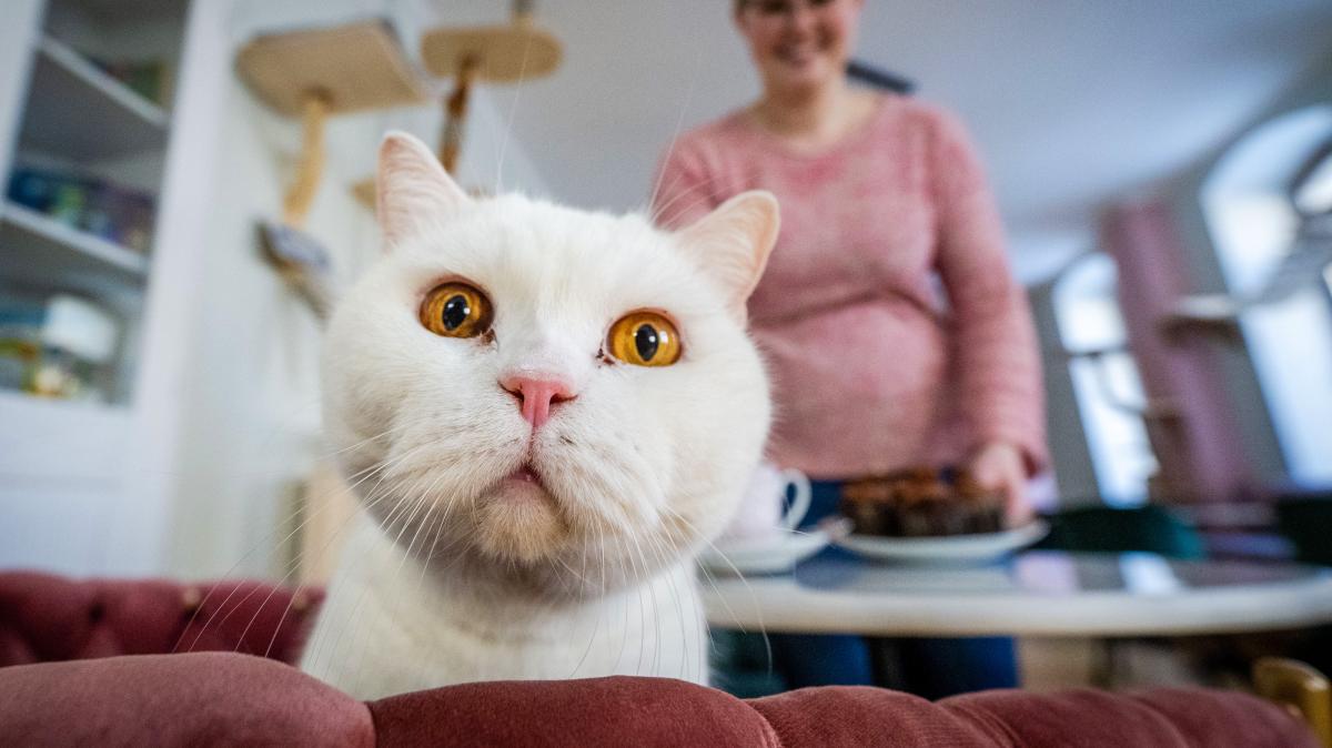 Geht ab wie Schmitz` Katze: Woher kommt der Spruch?