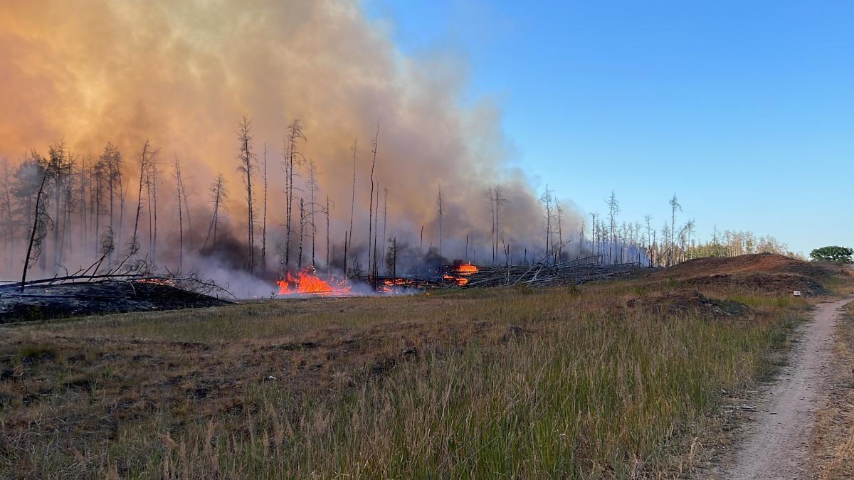 Waldbrände in Deutschland: So hat sich die Zahl verändert