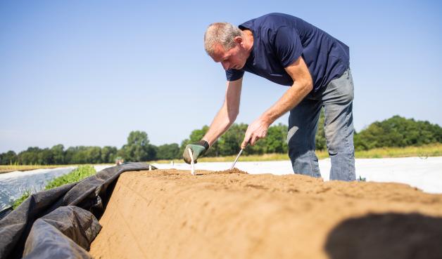Riese in Glandorf beendet den Spargelanbau - das sind die Gründe
