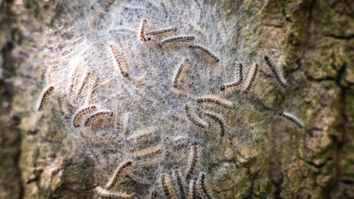 Gefährliche Raupen: Eichenprozessionsspinner in Delmenhorst