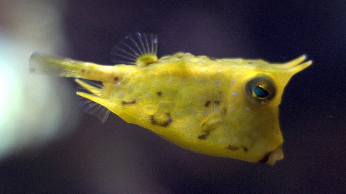 Warum Kuhfisch, Wasserreh und Nasenaffe seltsam aussehen