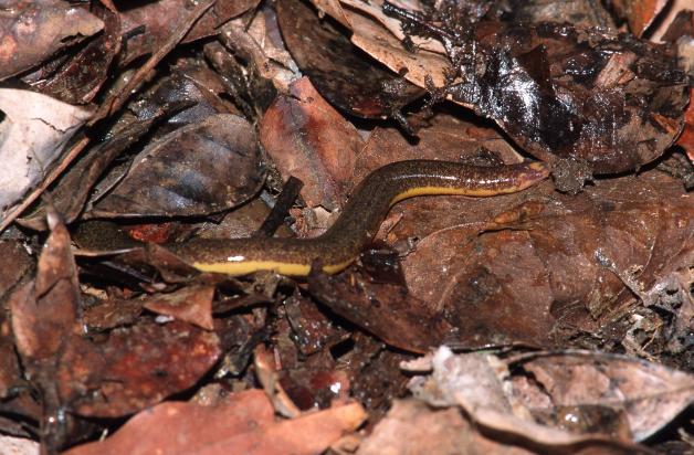 Warum Kuhfisch, Wasserreh und Nasenaffe seltsam aussehen