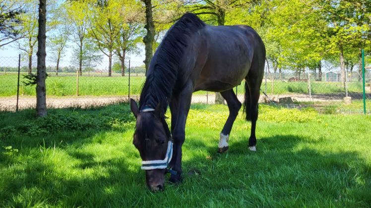 Landkreis Oldenburg sucht Zuhause für gerettetes Pferd „Samurai“