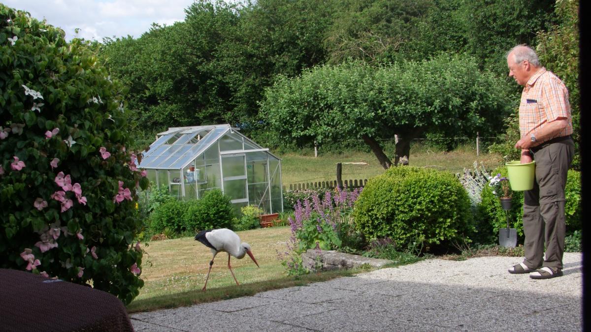 Satrup: Wenn Familie Storch ans Wohnzimmerfenster klappert