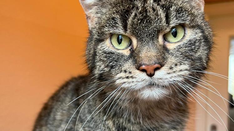Tier der Woche im Tierheim Schleswig: Katze Lesina