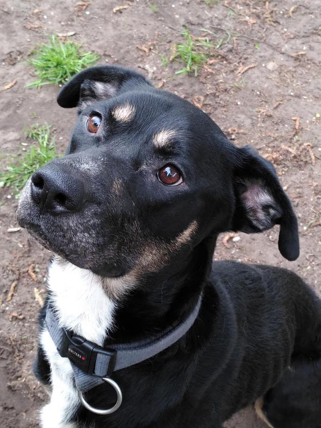 Kreis Pinneberg: Hundebesitzer wollen Tiere nach Corona loswerden