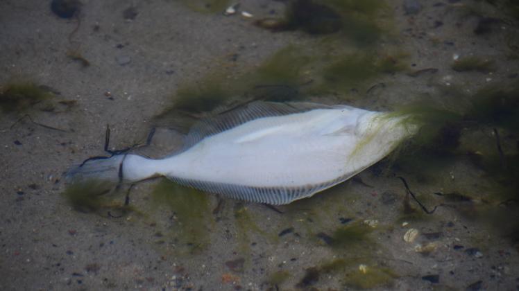Fischsterben: Viele tote Plattfische in der Eckernförder Bucht