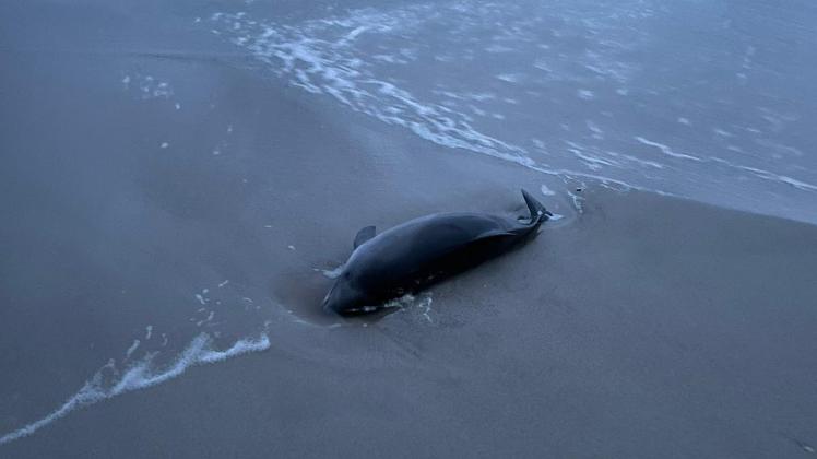 Toter Schweinswal auf Sylt angespült – das müssen Finder wissen
