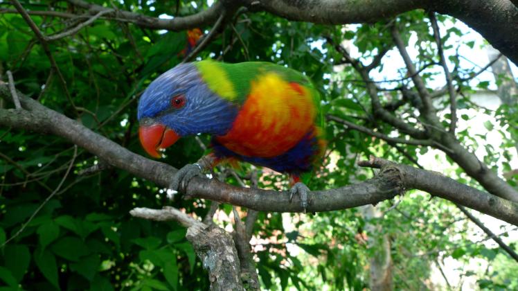 In Rellingen eingefangen: Wem gehören diese beiden Papageien? | SHZ