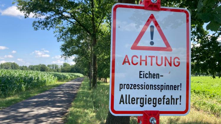 Wo es Eichenprozessionsspinner im Altkreis Wittlage gibt