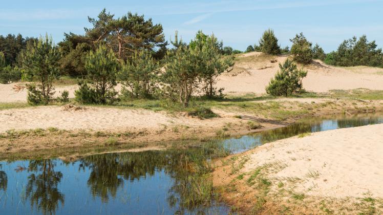 Mit Landschaftsführer Michael Ruff durch die Nordoer Heide | SHZ