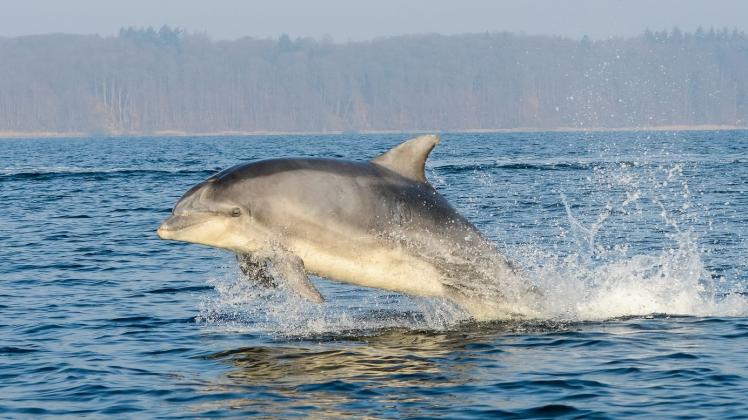 Delfine im Kriegseinsatz: „Flipper wird zum Killer gemacht“