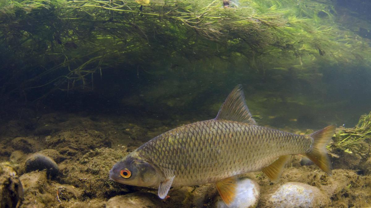 Drei Jahre nach Katastrophe: Fische zurück in Osnabrücker Hase