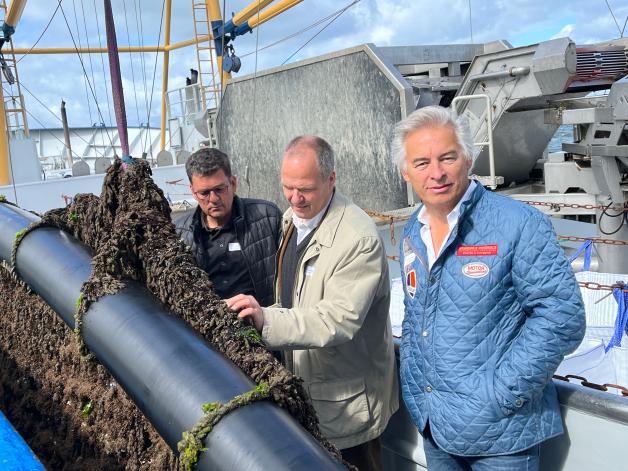 Muschelsaison auf Sylt: Trotz Extremwetter gute Ernte erwartet
