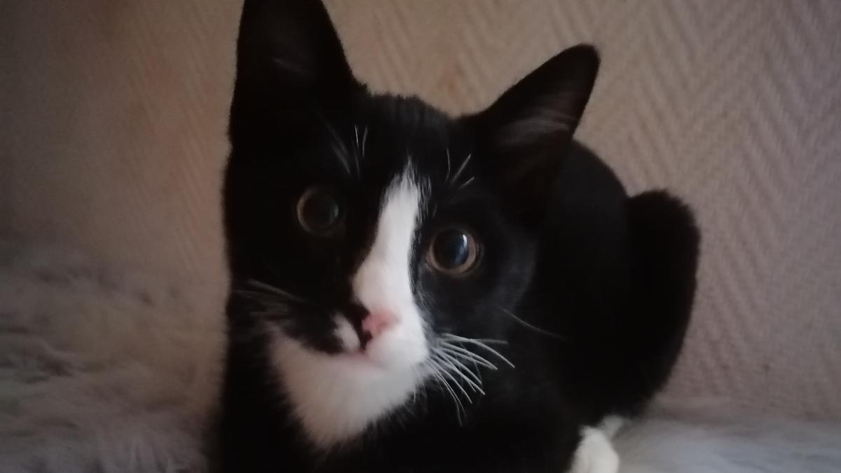 Großhansdorf: Kleine Katze einfach im Sperrmüll ausgesetzt