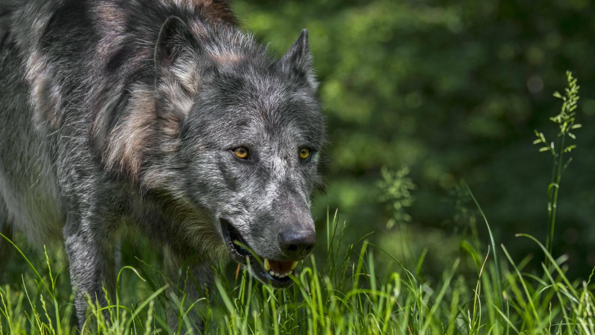 Freundliche Barmstedter und ein Wolfs-Verdachtsfall in Bokel