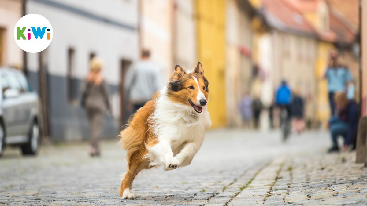 7 Fakten rund um die berühmte Film-Hündin Lassie
