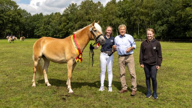 Padenstedt: Erste Internationale Haflinger-Schau im Pony-Park