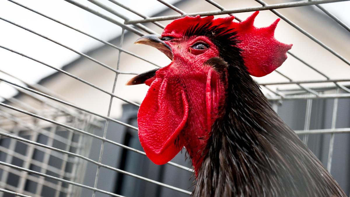 Jubel über krähende Hähne: Sieger-Gockel schafft 110 Mal Kikeriki