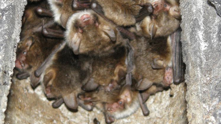 Was tun, wenn ein Fledermaus-Baby auf der Terrasse liegt?